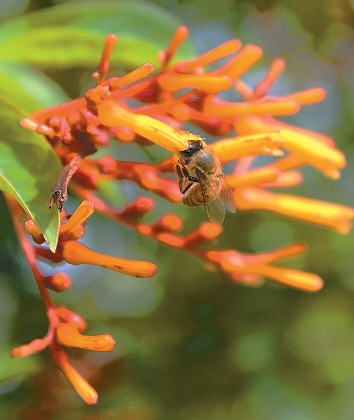 Student winners named in ‘Ding’ Darling Wildlife Refuge’s annual ...